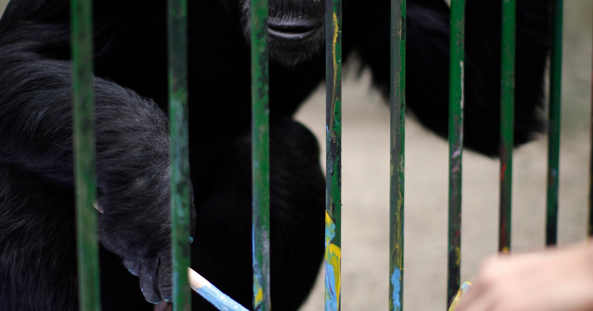Chimpansees niet langer proefdieren in VS? | De Morgen