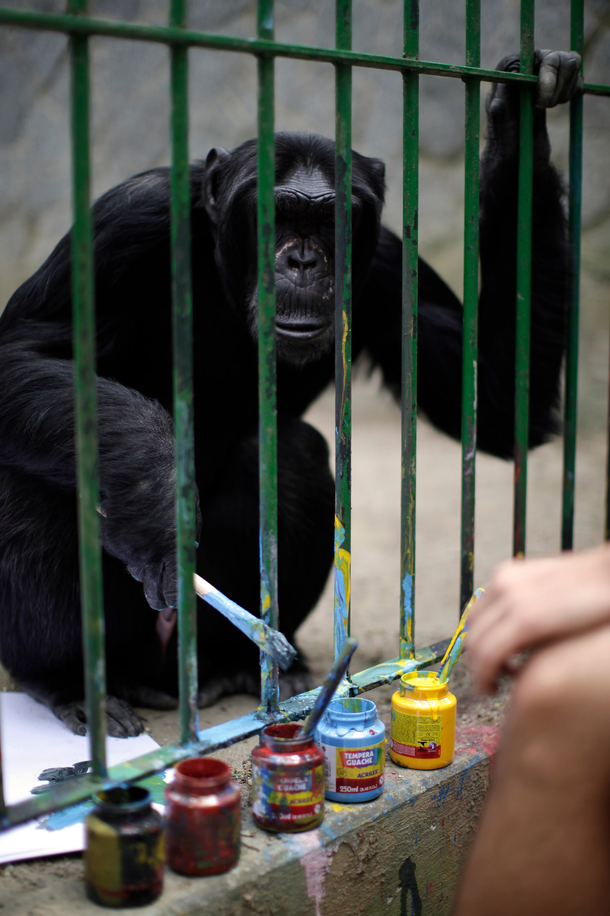 Chimpansees niet langer proefdieren in VS? | De Morgen