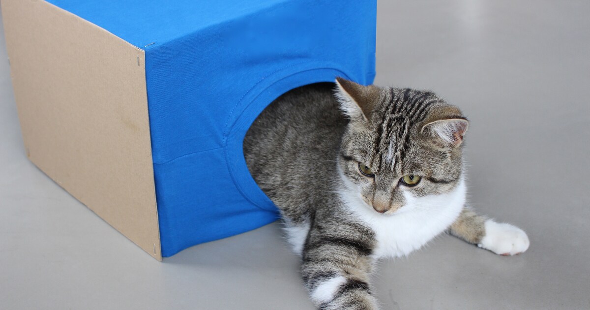 Een kattenhuisje? Zo maak je het | De Morgen