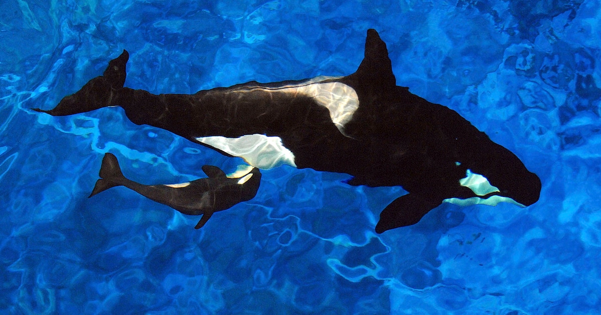 'Killer orka' Tilly is vader geworden in Orlando | De Morgen