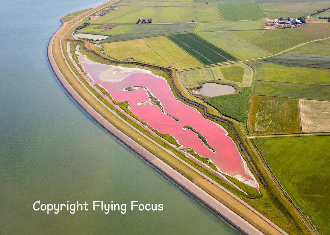 Nederlandse waterplas kleurt plots roze en iedereen wil weten waarom ...