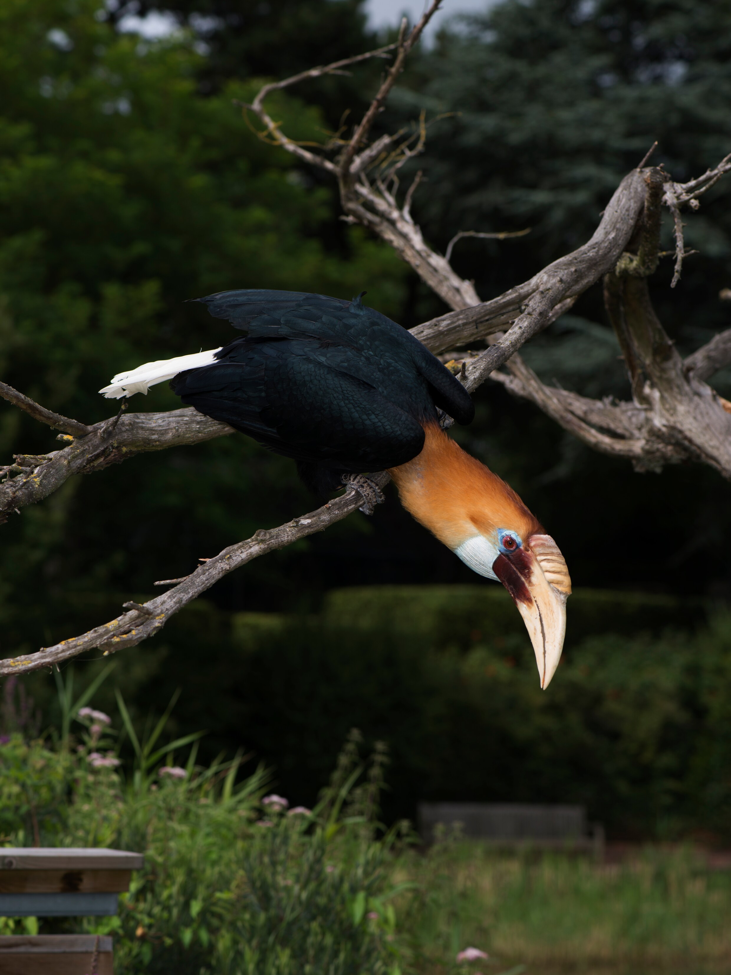 Help, de neushoornvogel is gevlogen: reconstructie van een bizarre ...