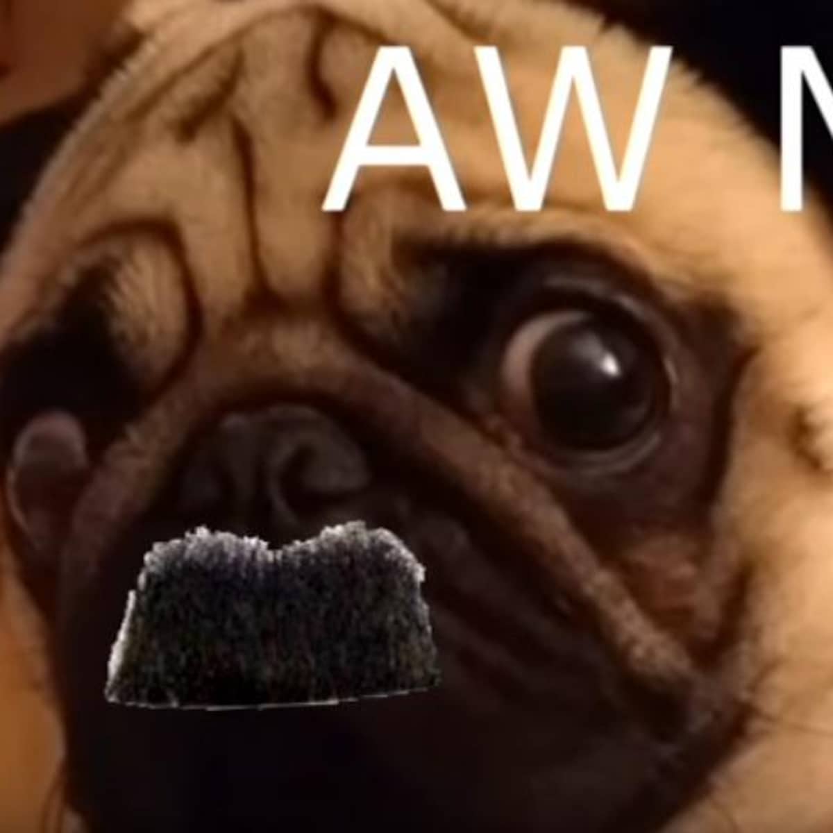 Zwarte Metalen Hond Meme Gevoerd Anny X Tuigje Mét Naam Hond