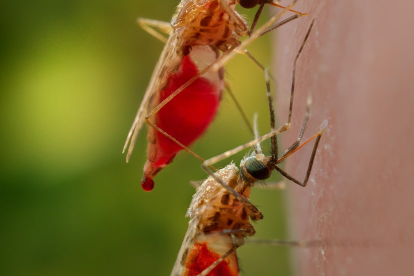 Vlaams koppel sterft thuis aan malaria: ‘We denken dat malariamug via ...