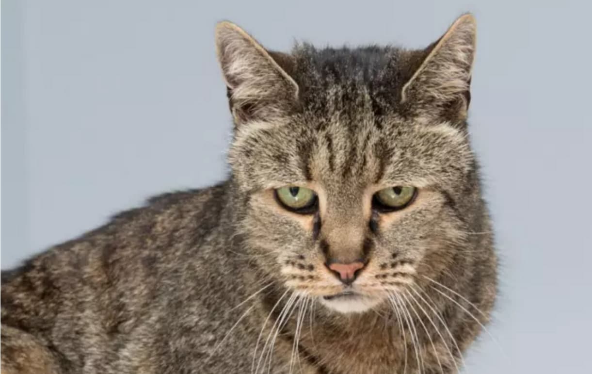 Nutmeg, de oudste kat ter wereld, is ingeslapen | De Morgen