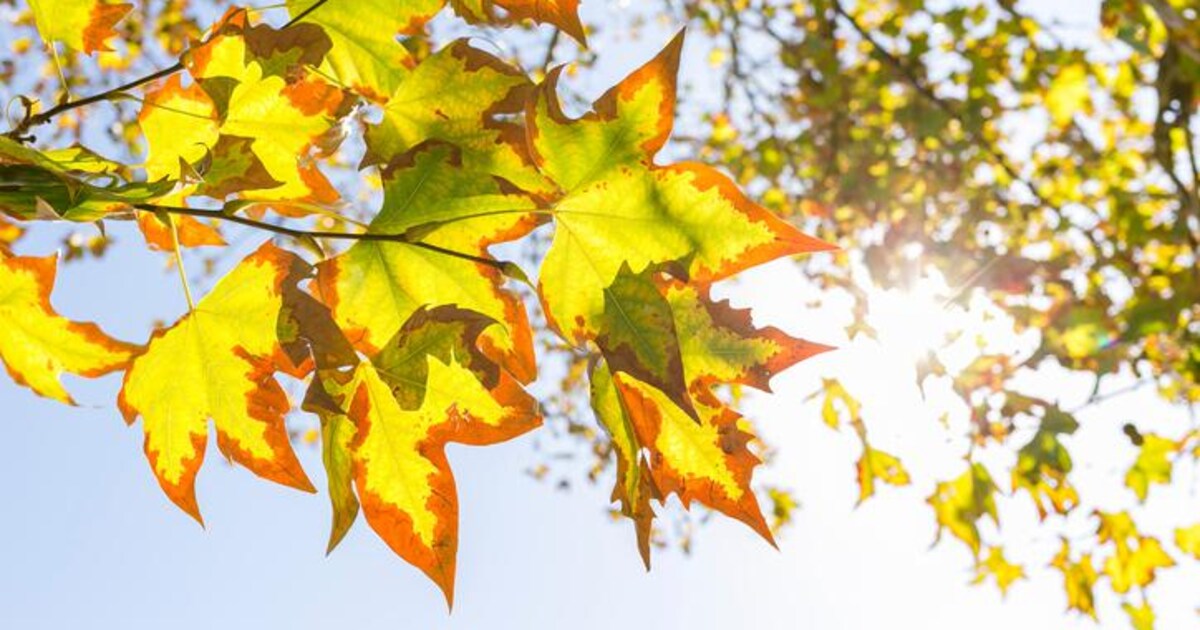 Genieten: hele week temperaturen tot 20 graden! | De Morgen