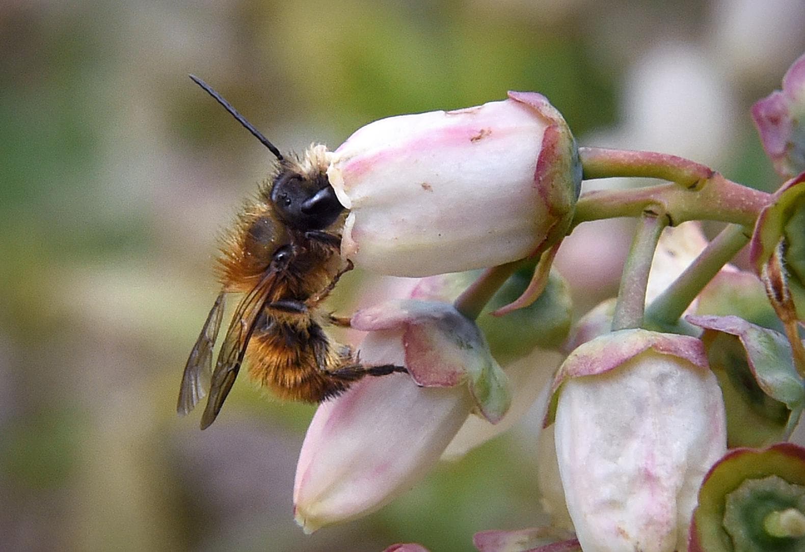De wilde bij in gevaar: ‘Als we niets doen dreigt ons ecosysteem in ...
