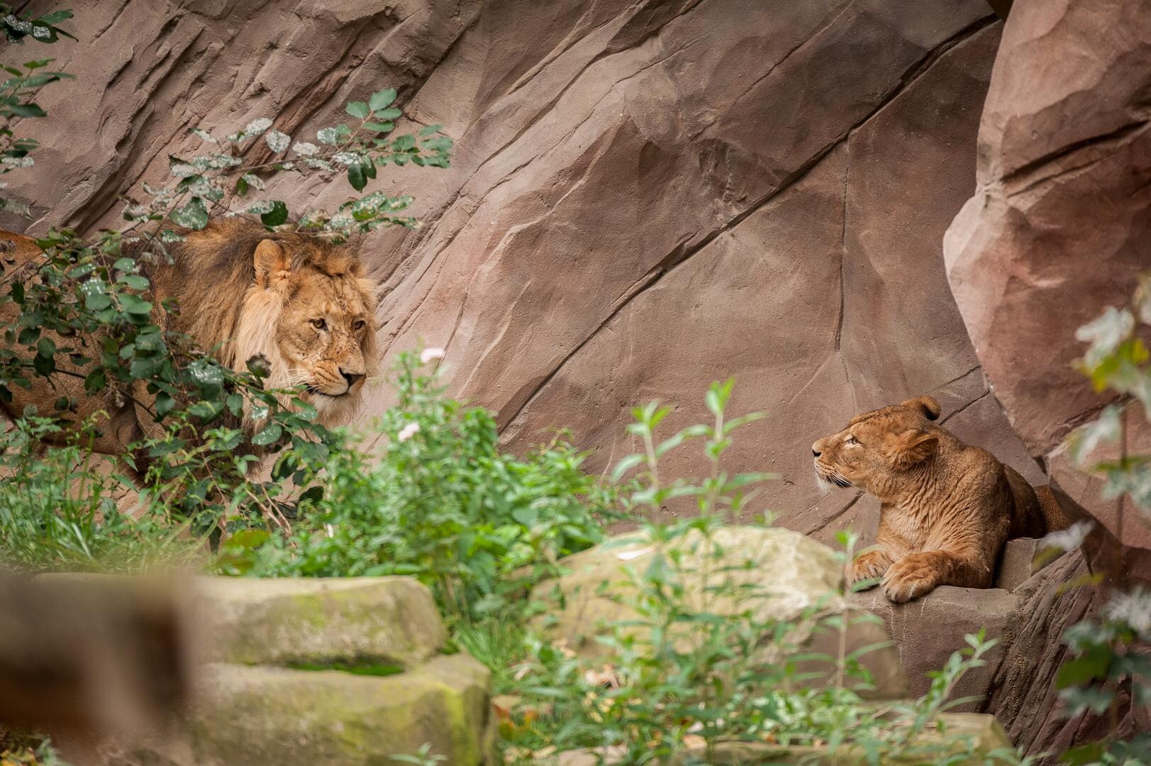 Selma is nieuwe leeuwin in Antwerpse ZOO | De Morgen