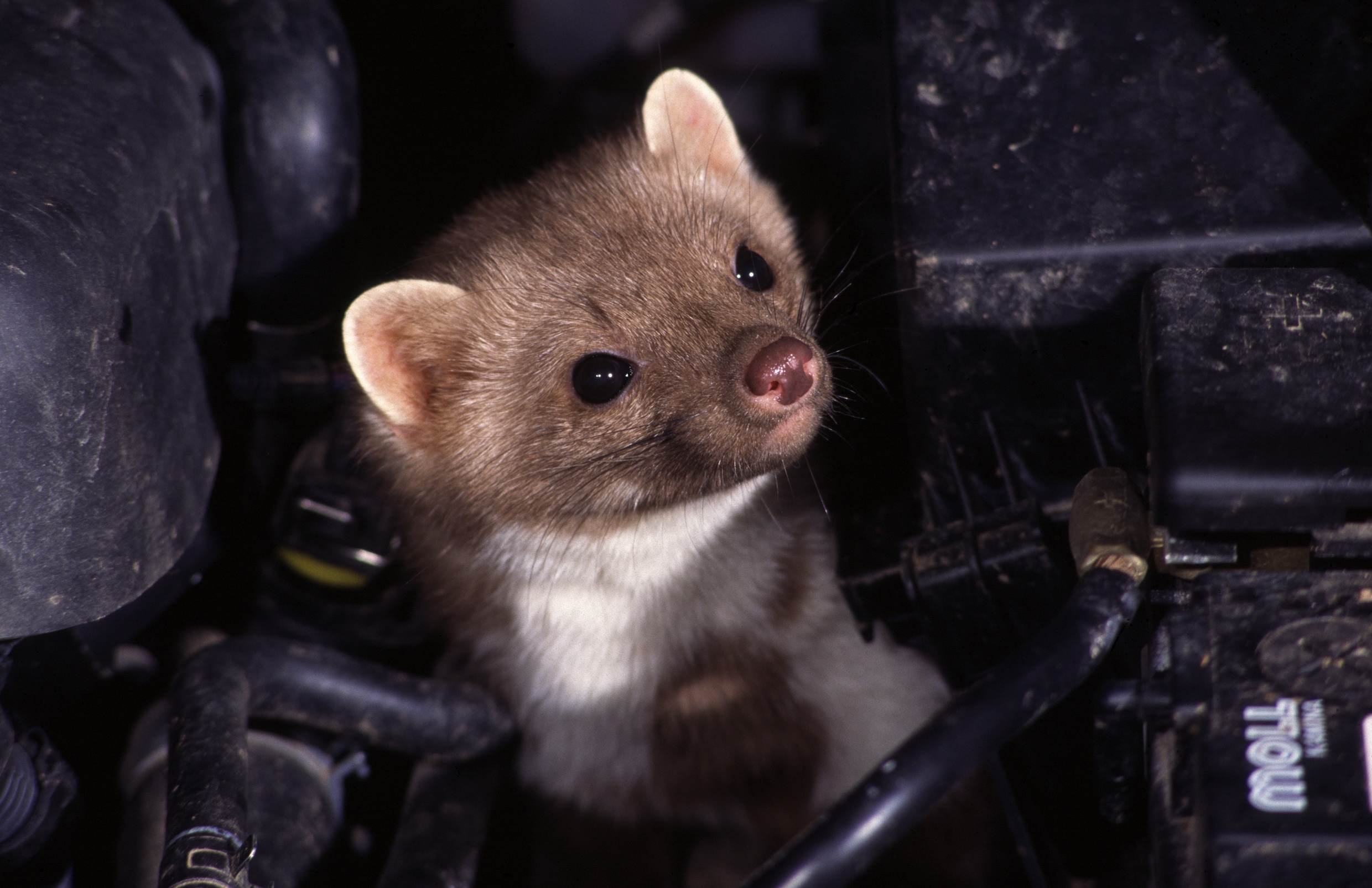 De steenmarter is terug van weggeweest, en woont nu ook in de stad | De ...