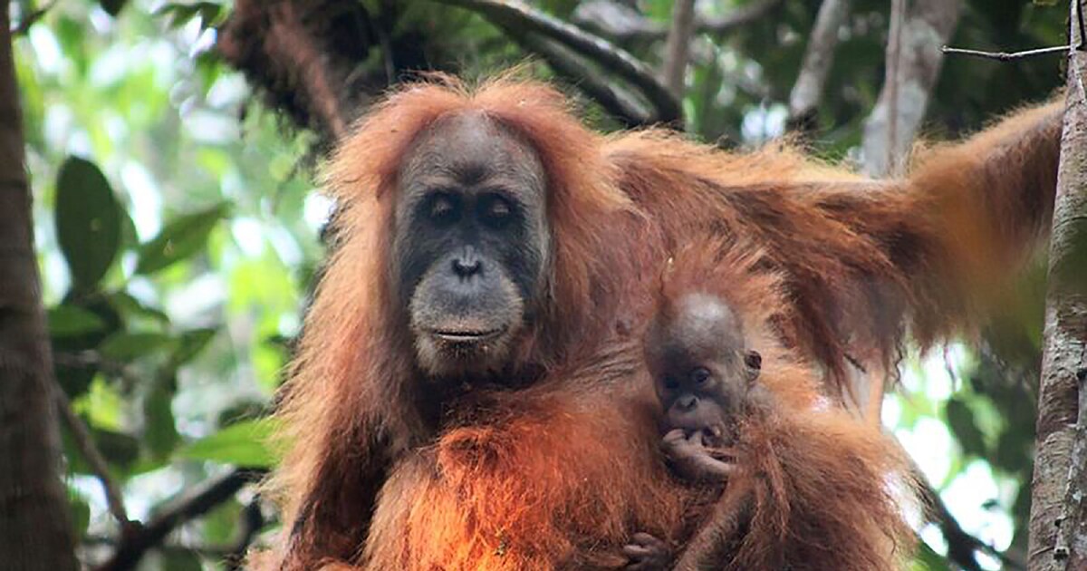 Nieuwe mensaap ontdekt, en al meteen met uitsterven bedreigd | De Morgen
