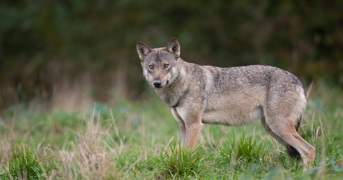 Wat u nog niet wist over wolf Naya | De Morgen