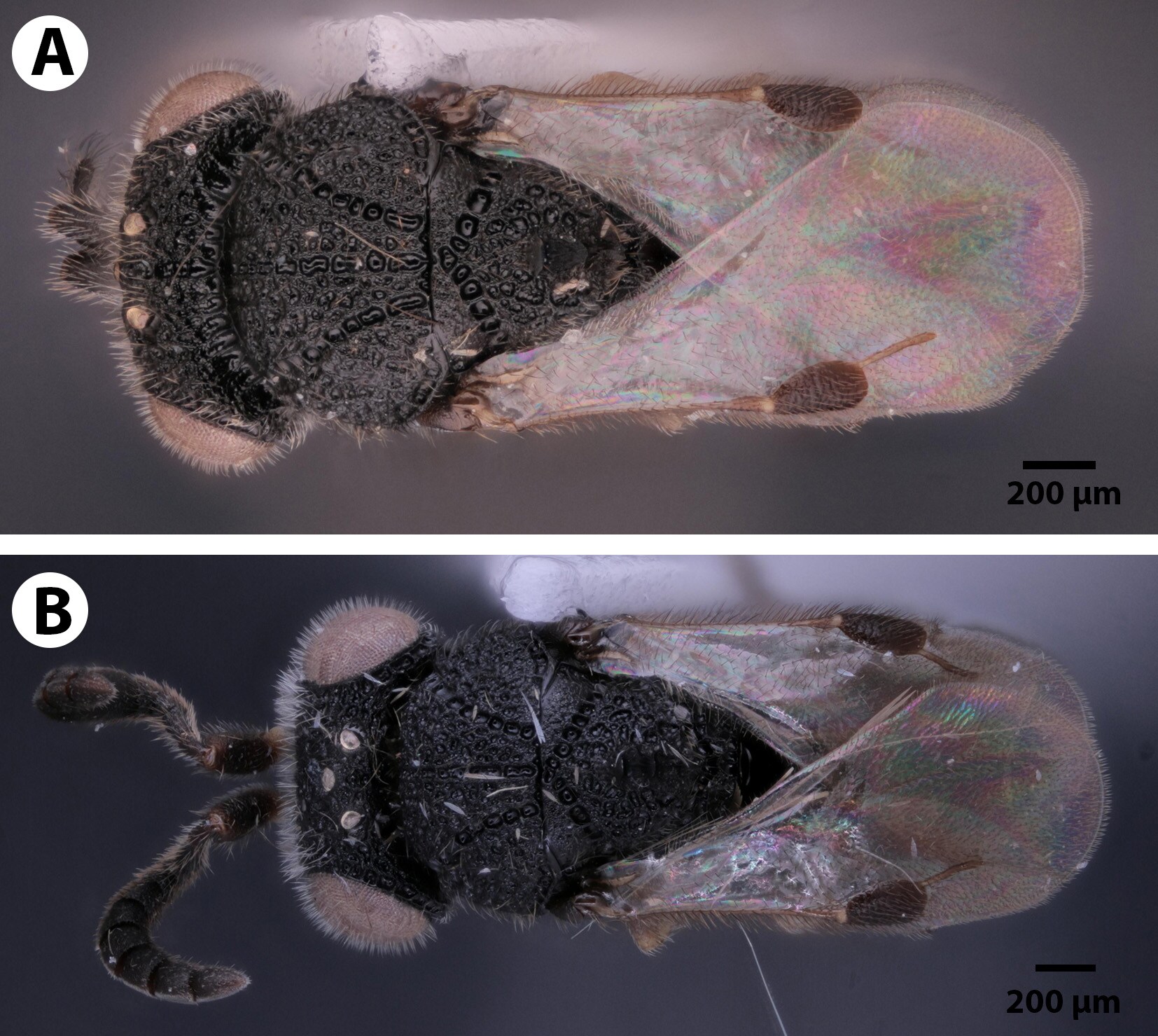 Nieuwe parasitaire wesp boort zichzelf met 'zaag' uit lichaam van haar ...