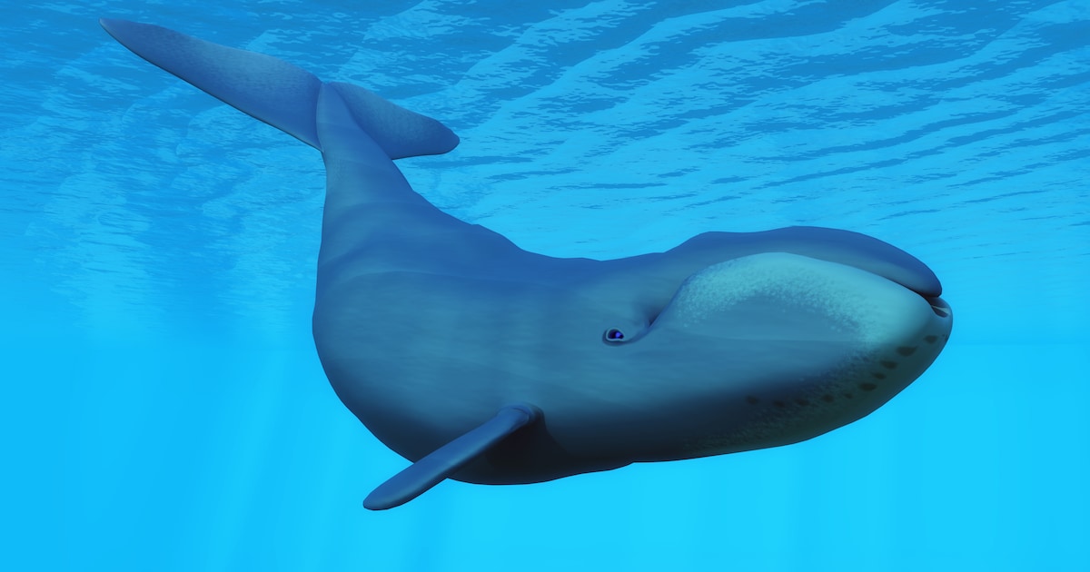 Verrassende stap in de evolutie van de walvis: ruim 30 miljoen jaar ...