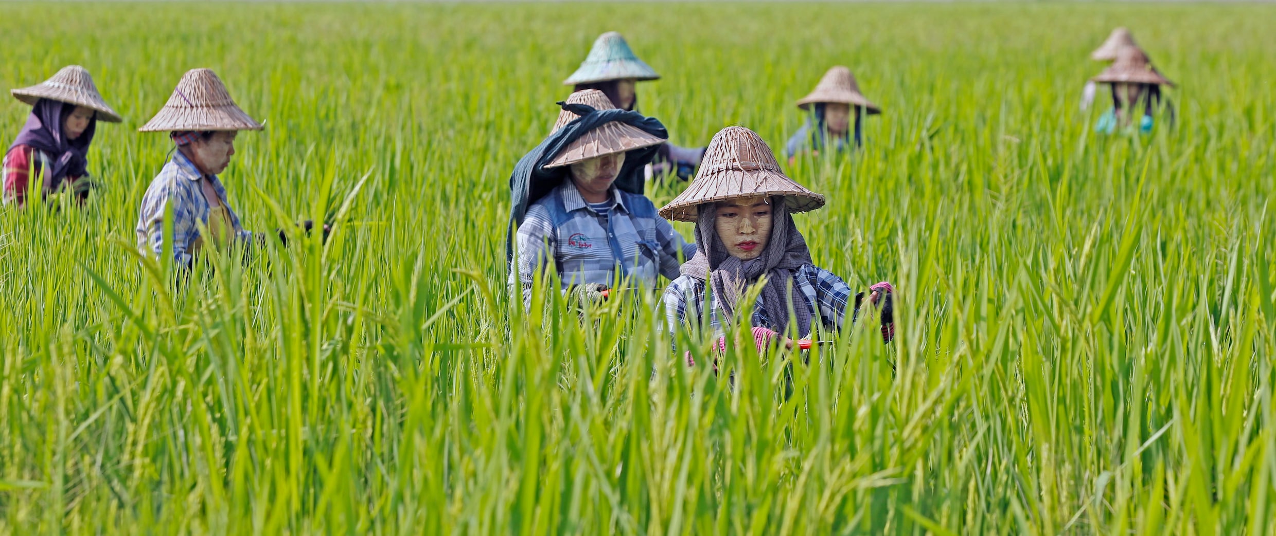 Een groot deel van de wereldbevolking leeft op rijst, maar de ...