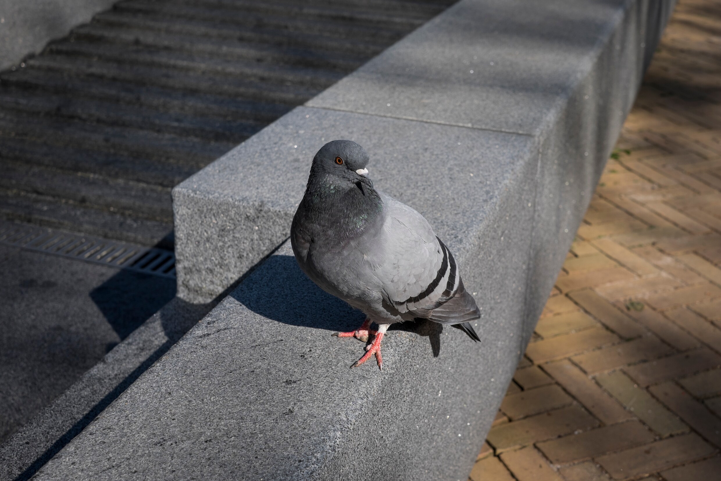 De stad als snelkookpan van de evolutie: hoe dieren zich sneller ...