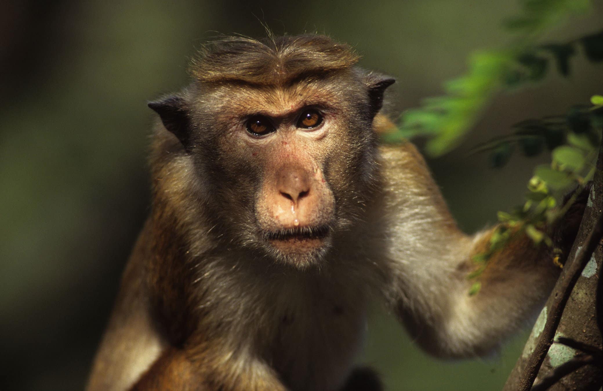 Sri Lanka wil 100.000 apen uitvoeren naar Chinese dierentuinen als ...