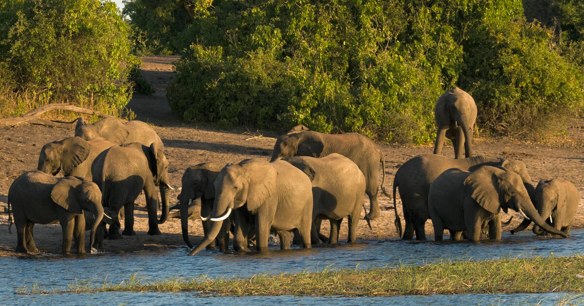 Beide soorten Afrikaanse olifant bedreigd door stroperij en verdwijning leefgebied | De Morgen