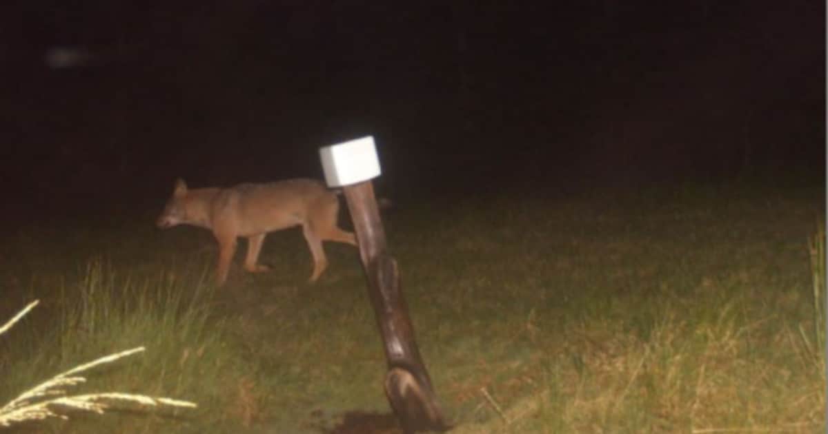 Na Naya en August nu ook een derde wolf gespot in ons land | De Morgen