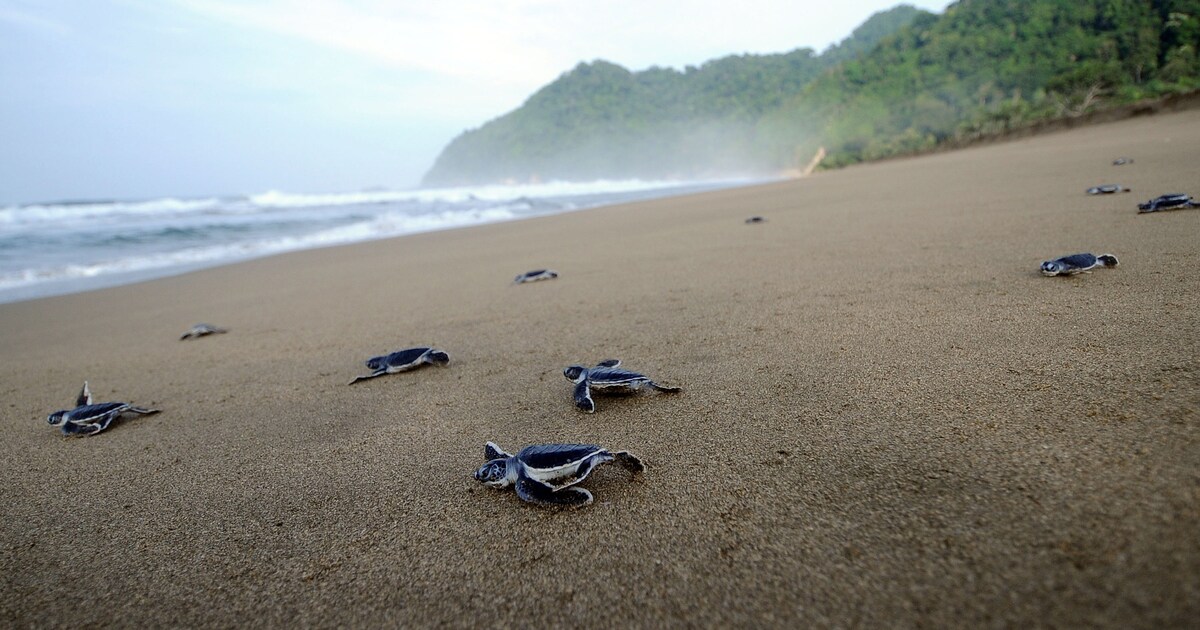 Stroper betrapt met 8.000 eieren van zeldzame en beschermde schildpad ...