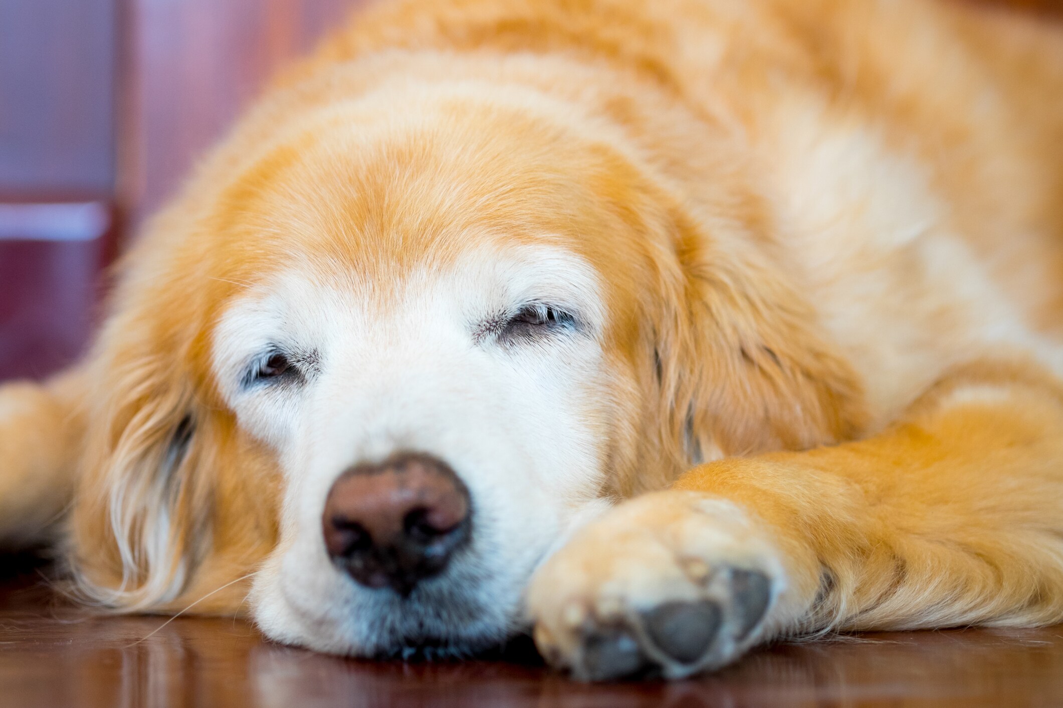 Bejaarde hond in huis? Dit moet je weten over je senior huisgenoot | De ...