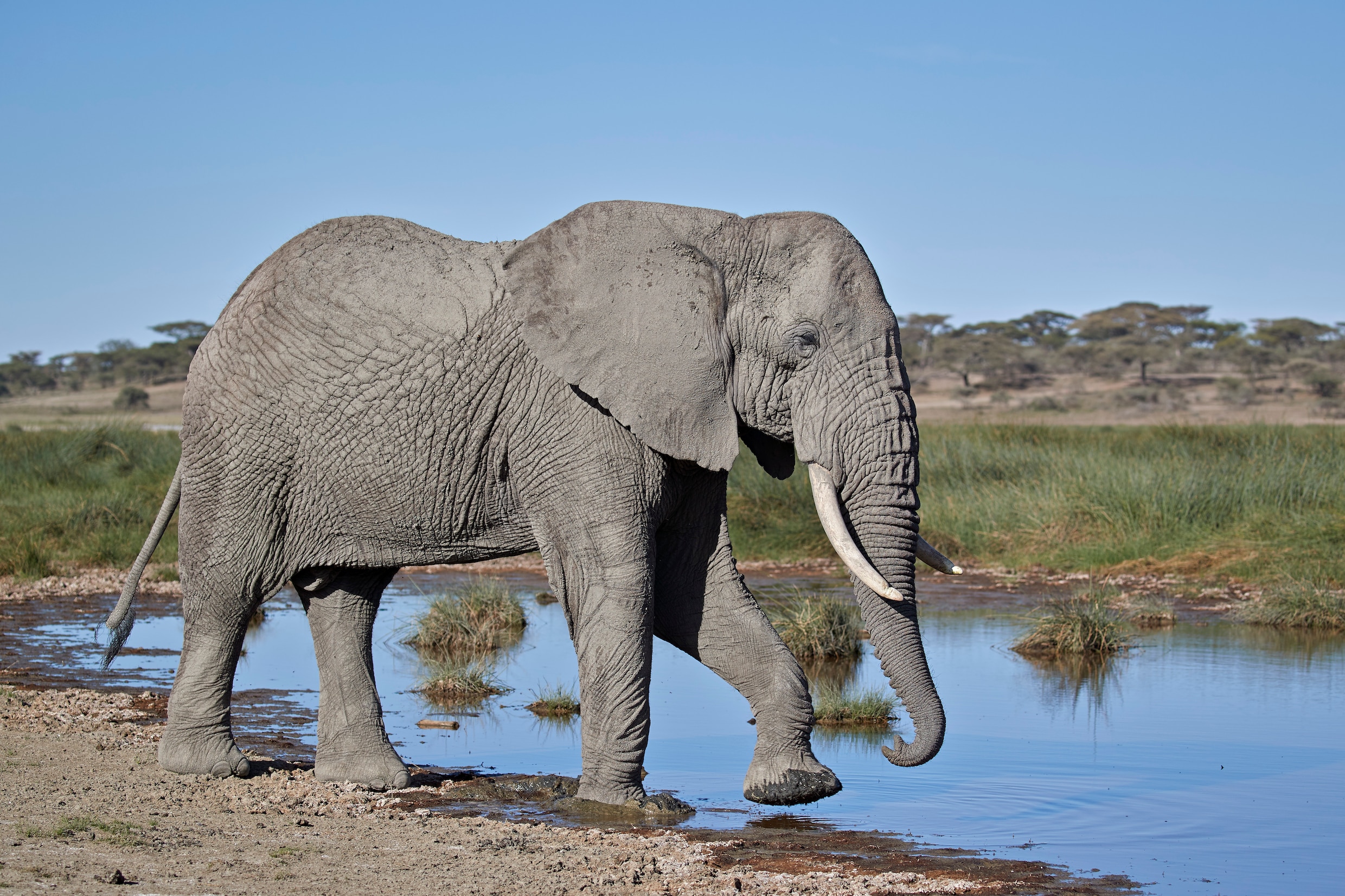 In Genève ligt het lot van de olifant in de weegschaal: ‘Beschermen ...