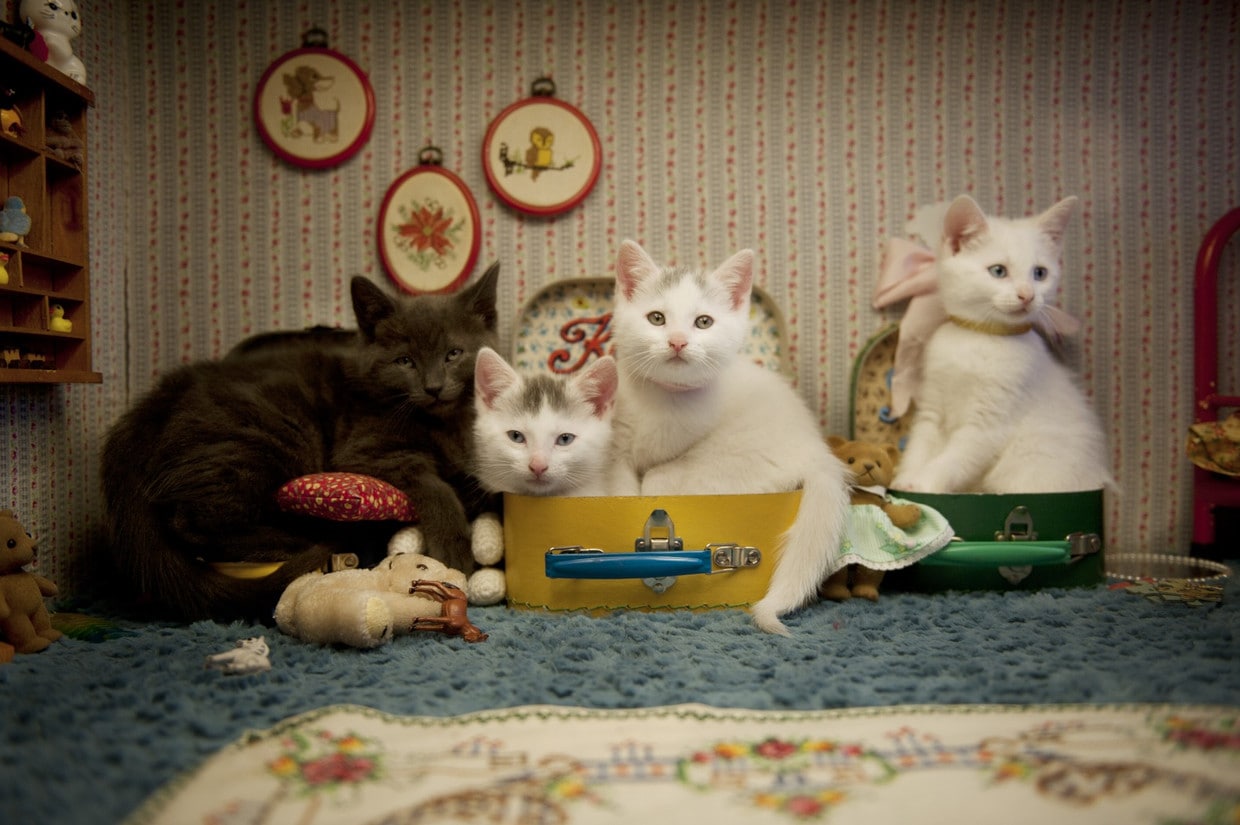 Poesjes hebben mijn leven veranderd | De Morgen