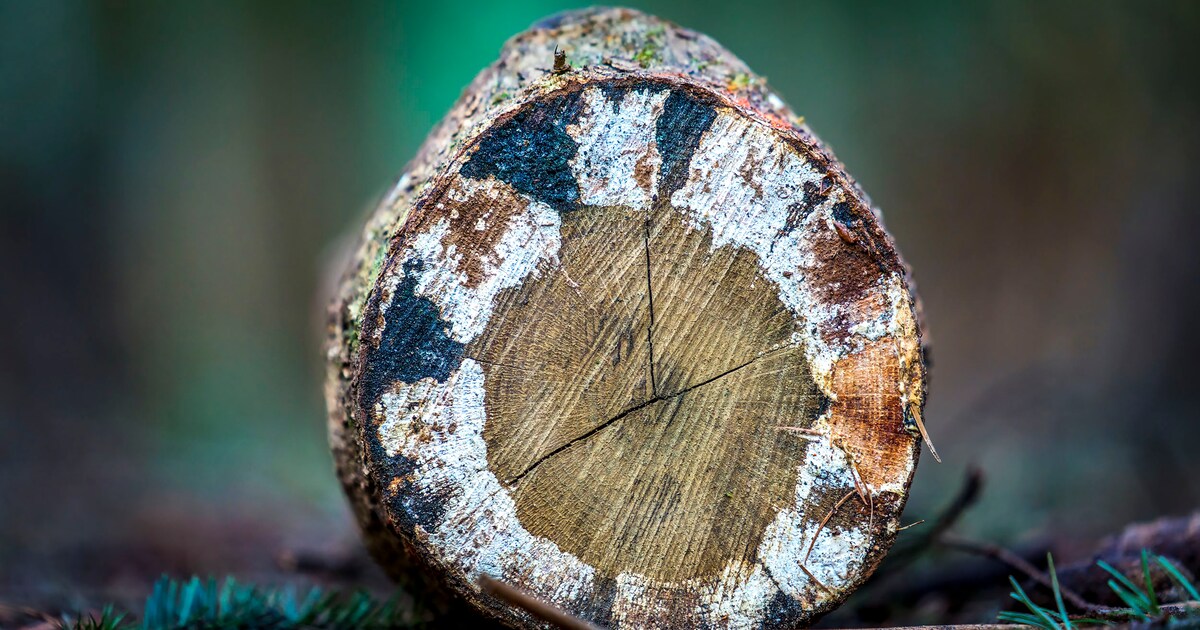 De tiny five spelen een grote rol in de natuur, en dit zijn ze | De Morgen