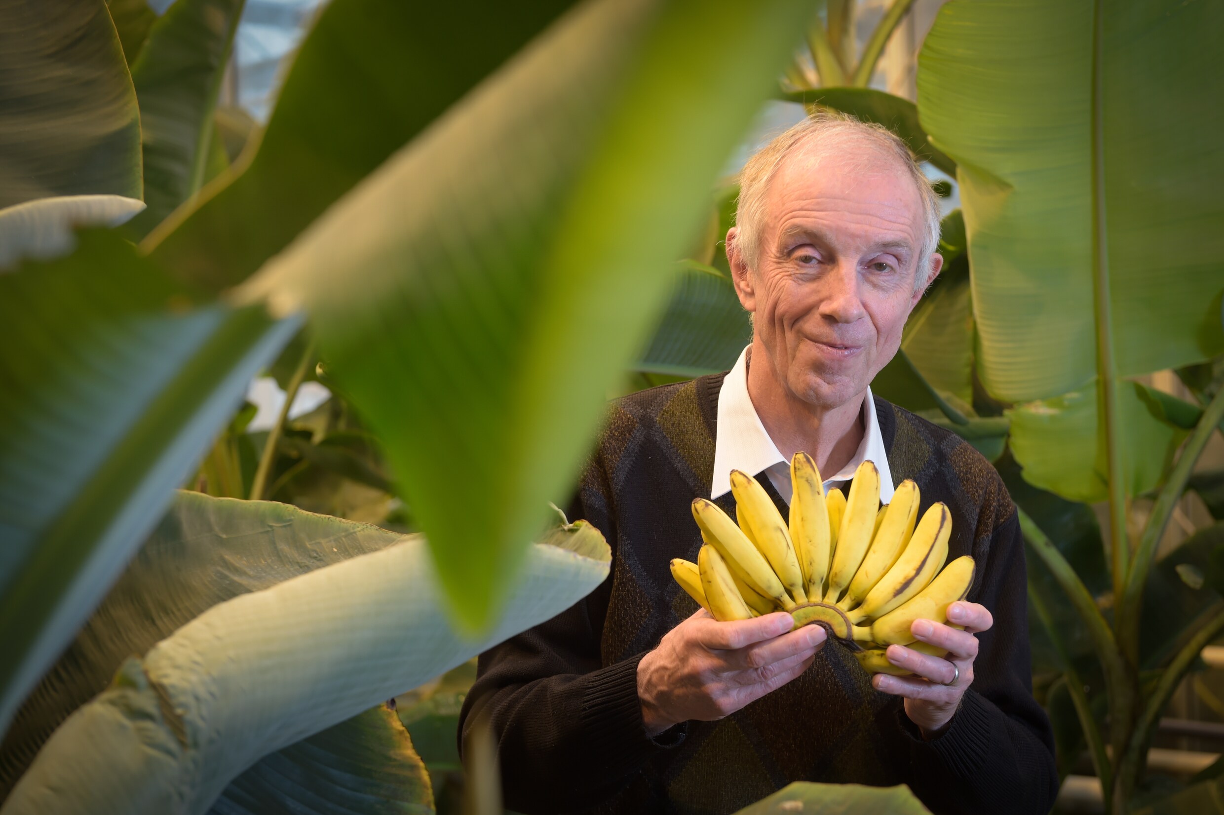 Gedaan met die banaan: zelfs volgens Chiquita is huidige soort mogelijk ...