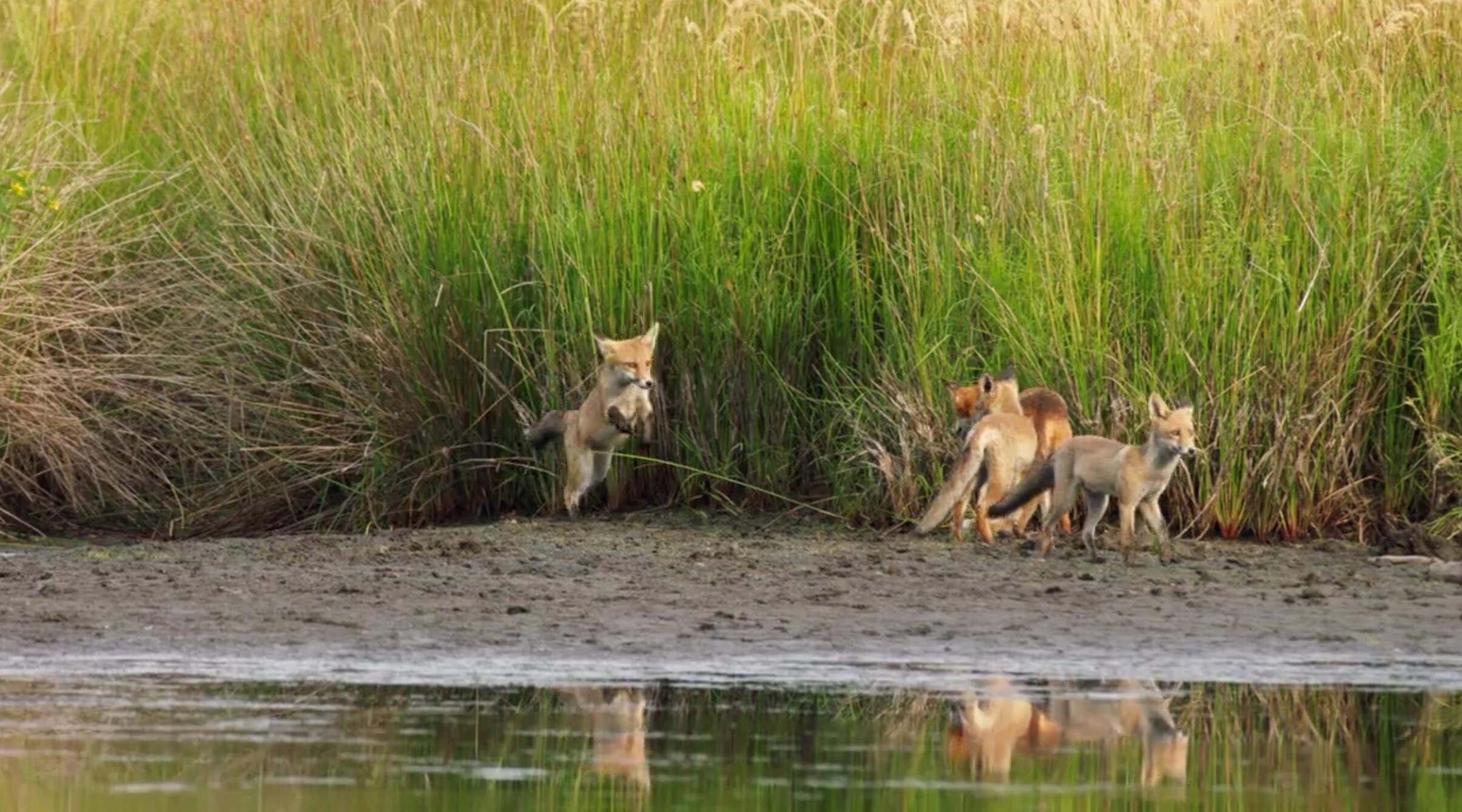 ‘We beseffen niet hoe mooi de natuur hier is’: ‘Planet Earth’, maar dan ...