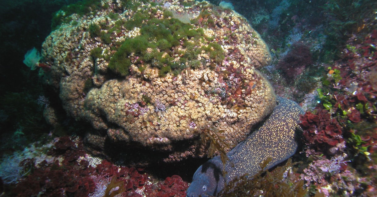 ‘Dood’ koraal in Middellandse Zee leeft op | De Morgen