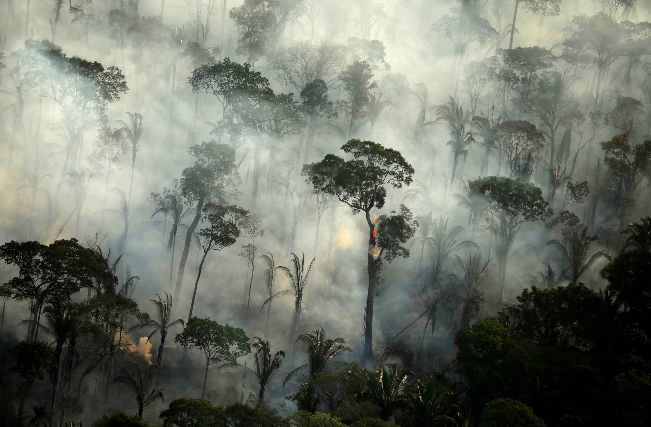 ‘Als regenwouden meer CO2 uitstoten dan opnemen kan het klimaat op hol ...