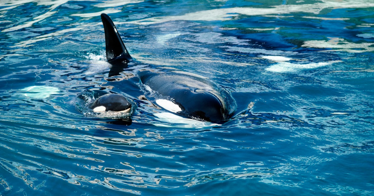 Orka’s rammen boten voor Portugese en Spaanse kust | De Morgen