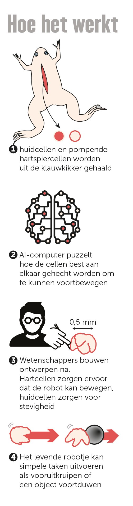 Wetenschappers bouwen kikker om tot ‘levende robot’ | De Morgen