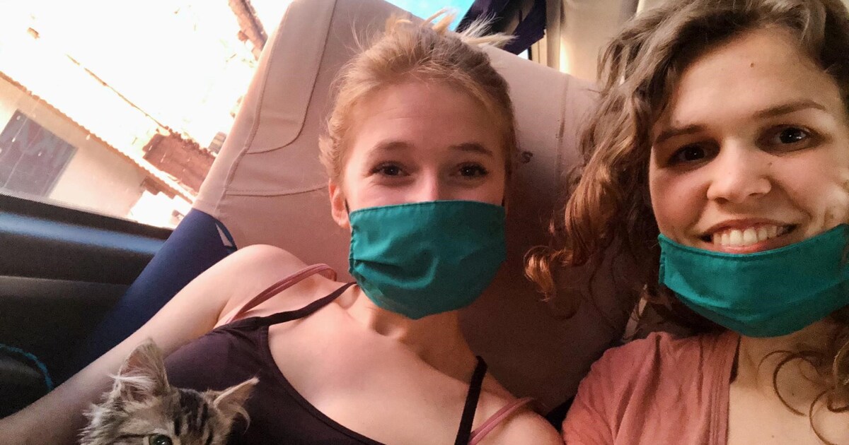 Kater Lee blijft leven: rechter verwerpt vraag FAVV om euthanasie | De Morgen