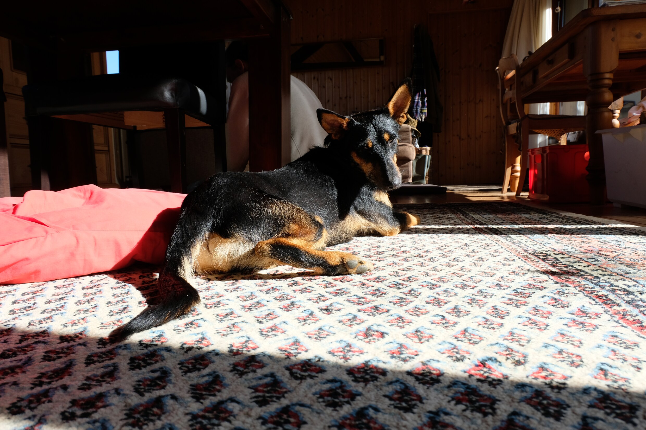 Boef doet hard zijn best voor ons, maar hij kan zijn afkomst ...