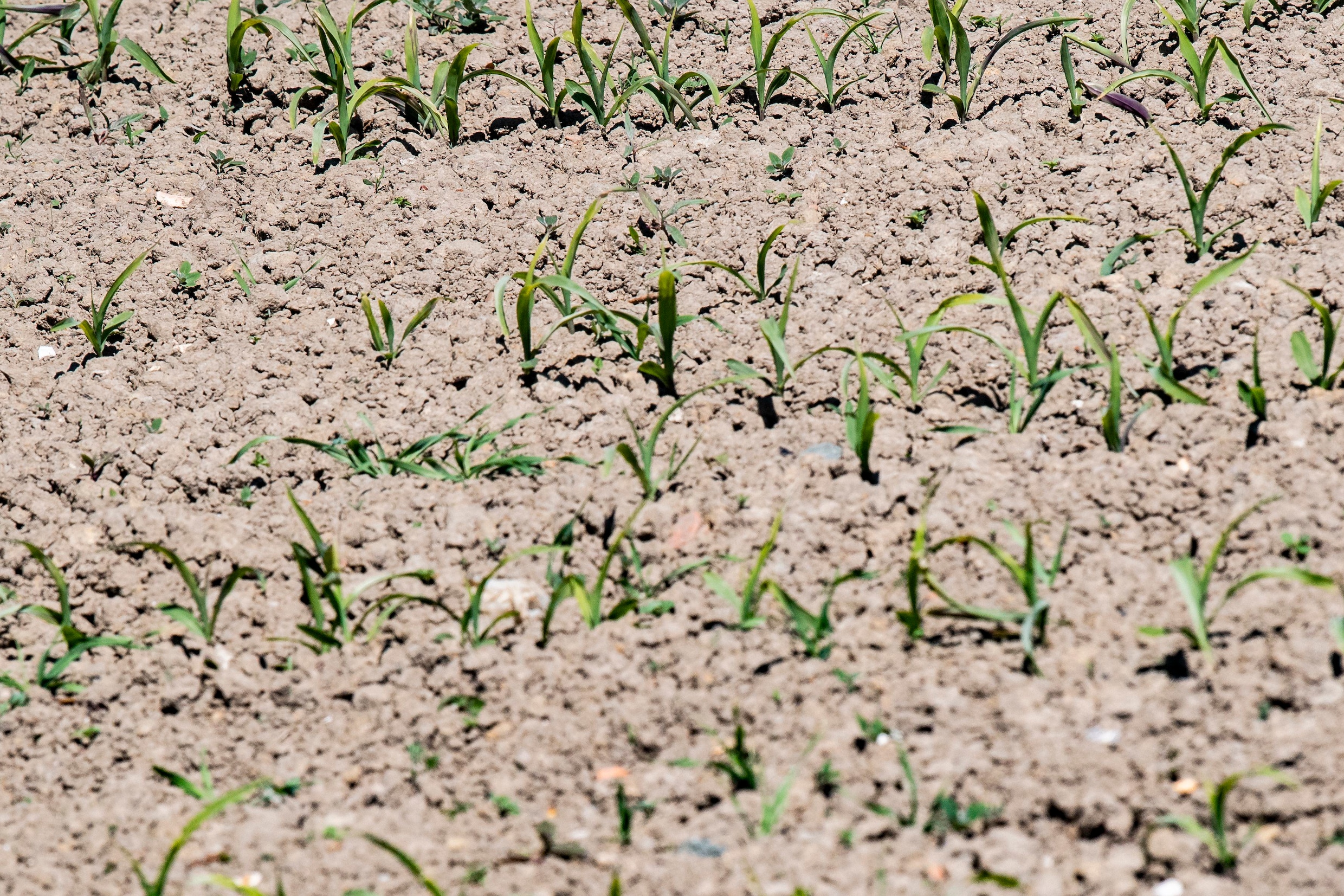 Hoe coronamaatregelen de droogte verder in de hand werken | De Morgen