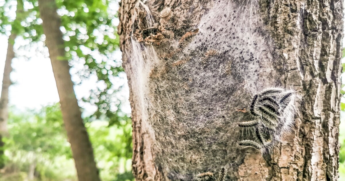De processierups teistert elke zomer onze streken. Nu is er misschien ...