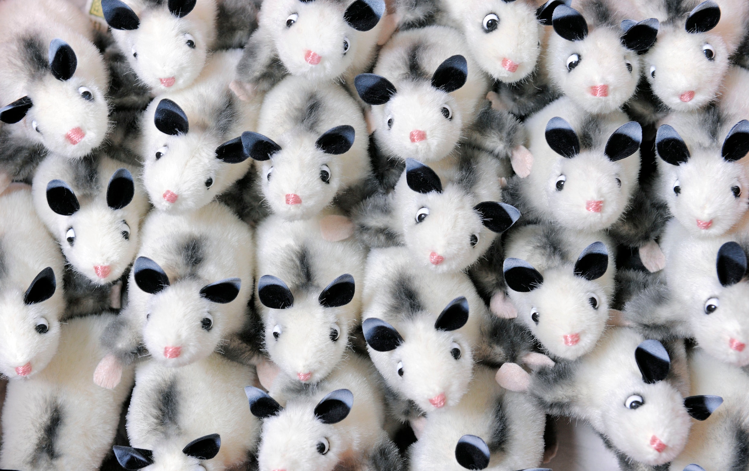 Beroemde schele buidelrat Heidi overleden | De Morgen