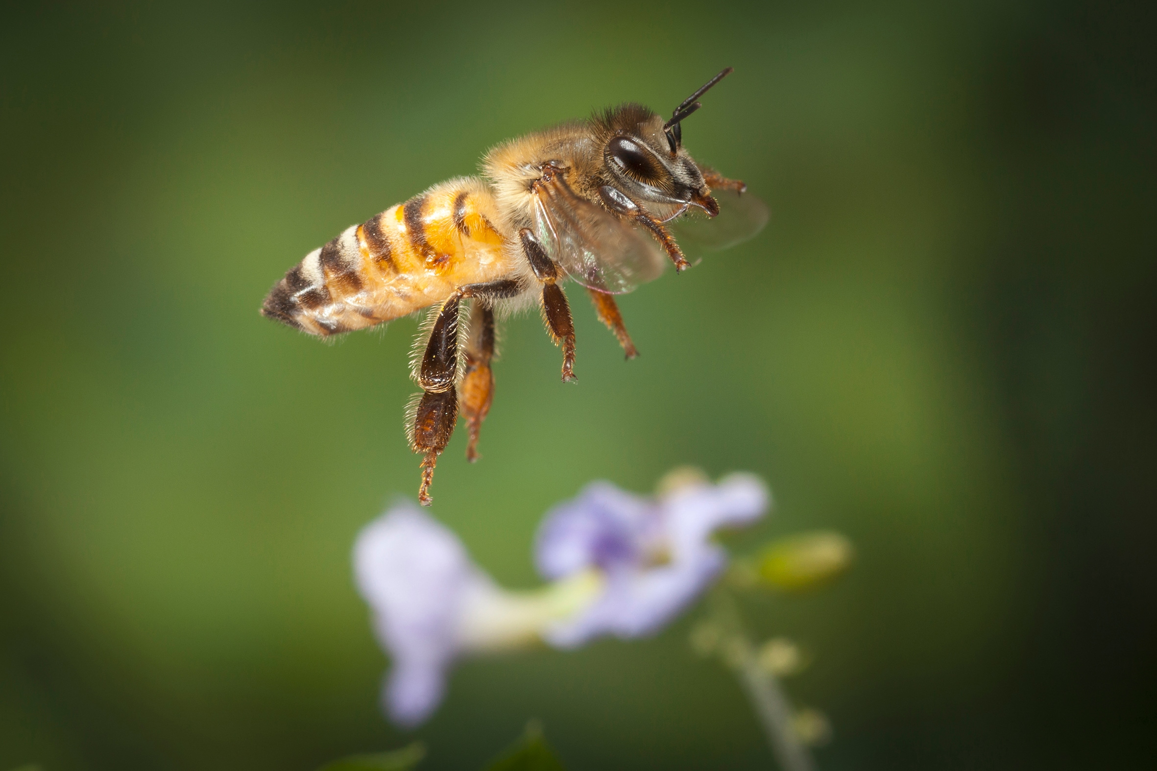 Hoe agressief een bij is ligt niet aan de bij, maar aan zijn volk | De ...