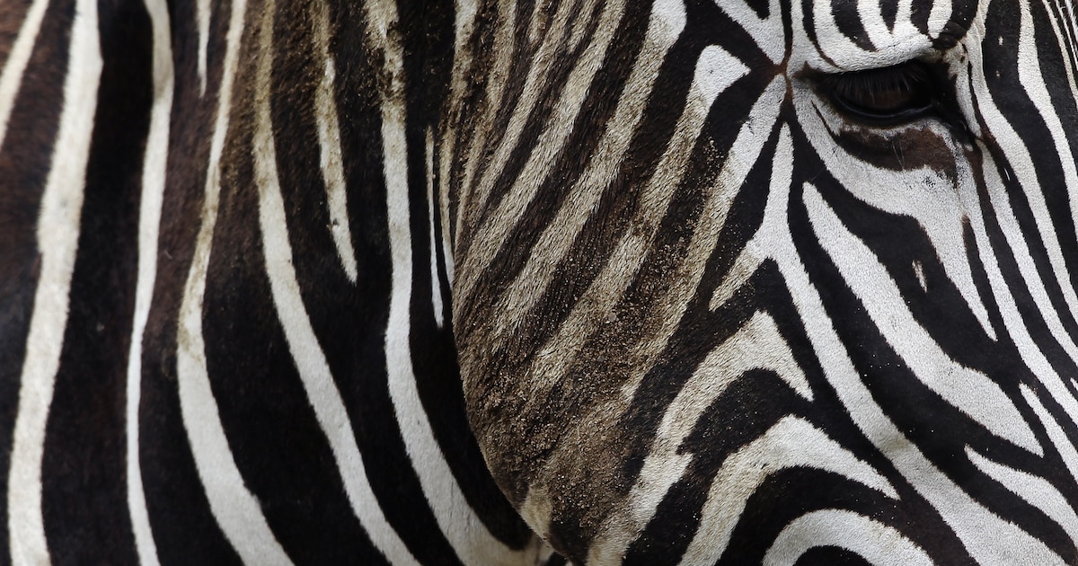 Wilde u ook al lang weten waarom zebra's strepen hebben? | De Morgen