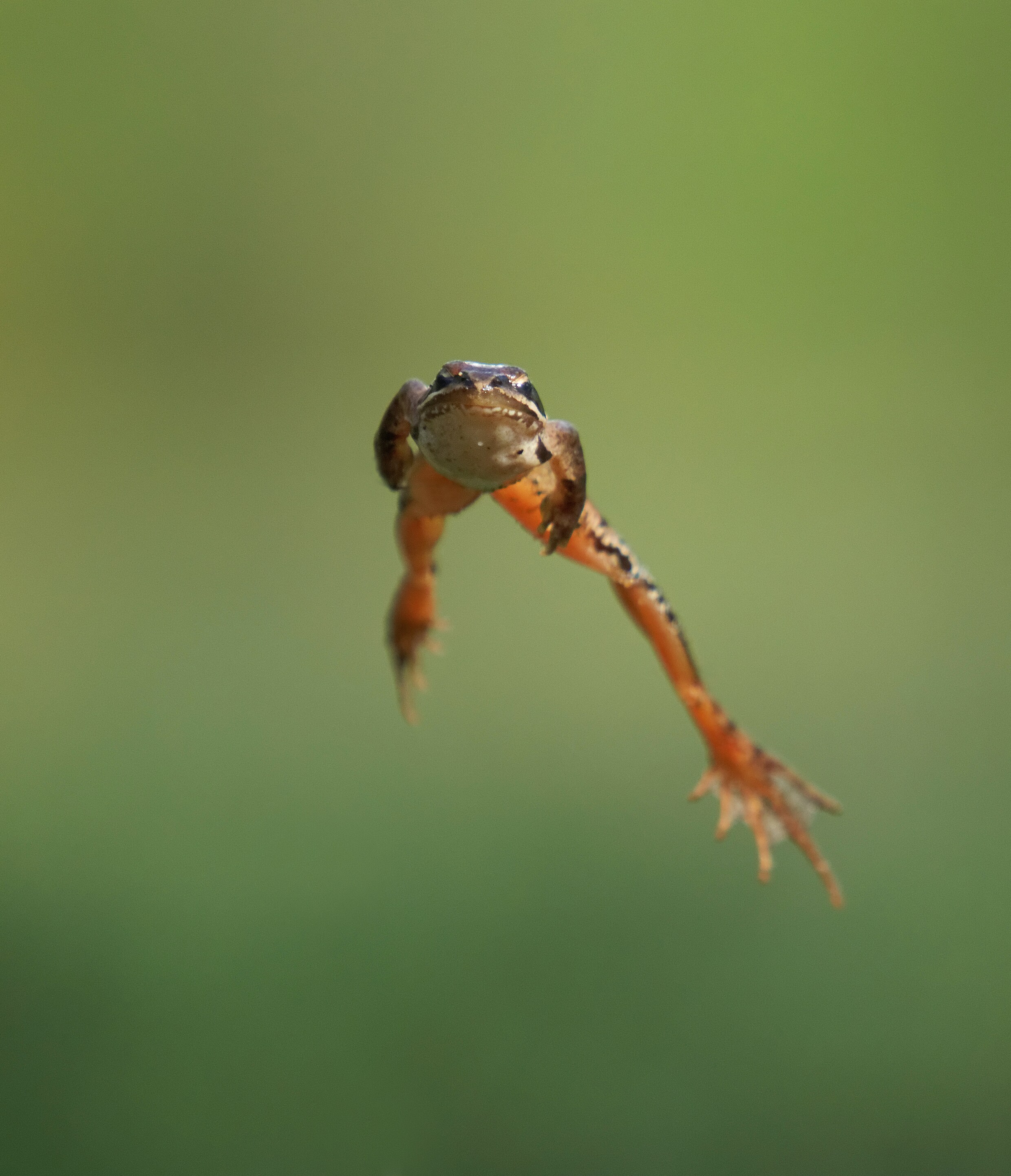 Biodiversiteit holt in heel Europa achteruit, maar er is nog hoop | De ...