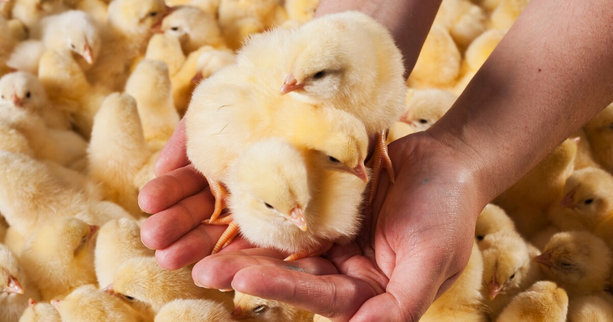 Duitse haantjes hoeven niet meer in de hakselaar, Vlaanderen wacht nog ...