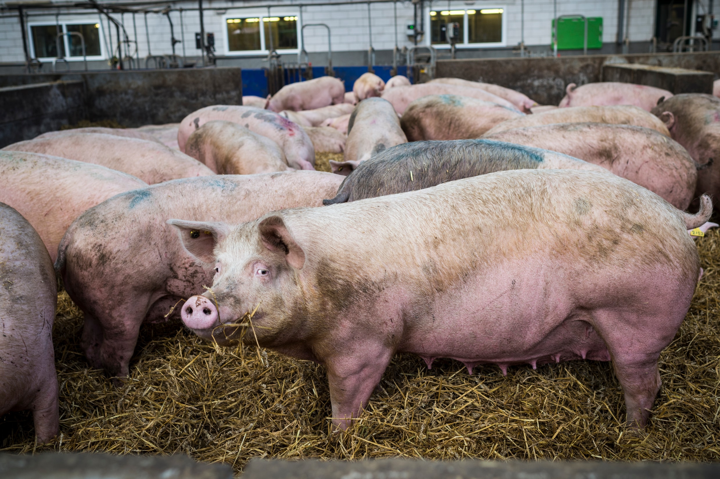 Hoe onze boerderij een kleine geschiedenis van de landbouw vertelt | De ...