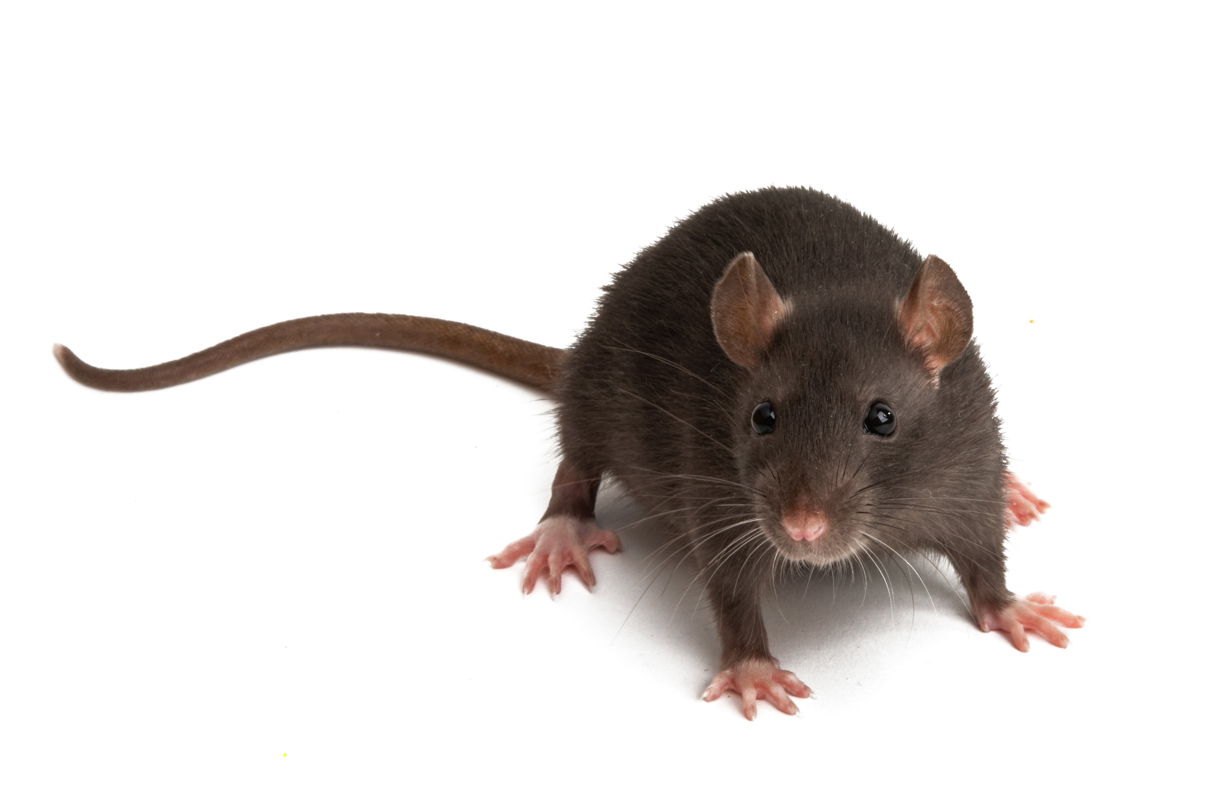 Hoe wijs je muizen en zilvervisjes diervriendelijk de deur? | De Morgen