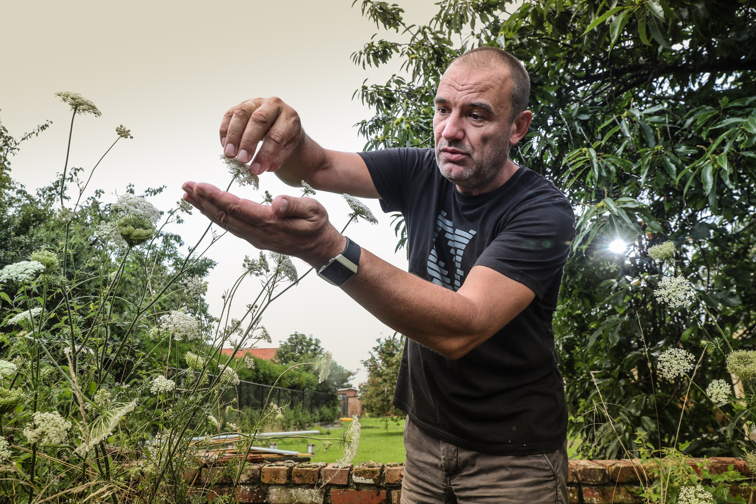 Er zijn heel weinig wespen deze zomer: ‘Moeten populatie goed opvolgen ...