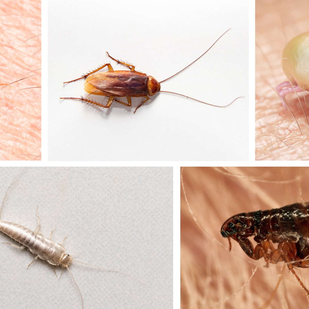Vlooien Woud Kruis Aan Waarschuwing Teken, Vlo Insect Plaag Controle