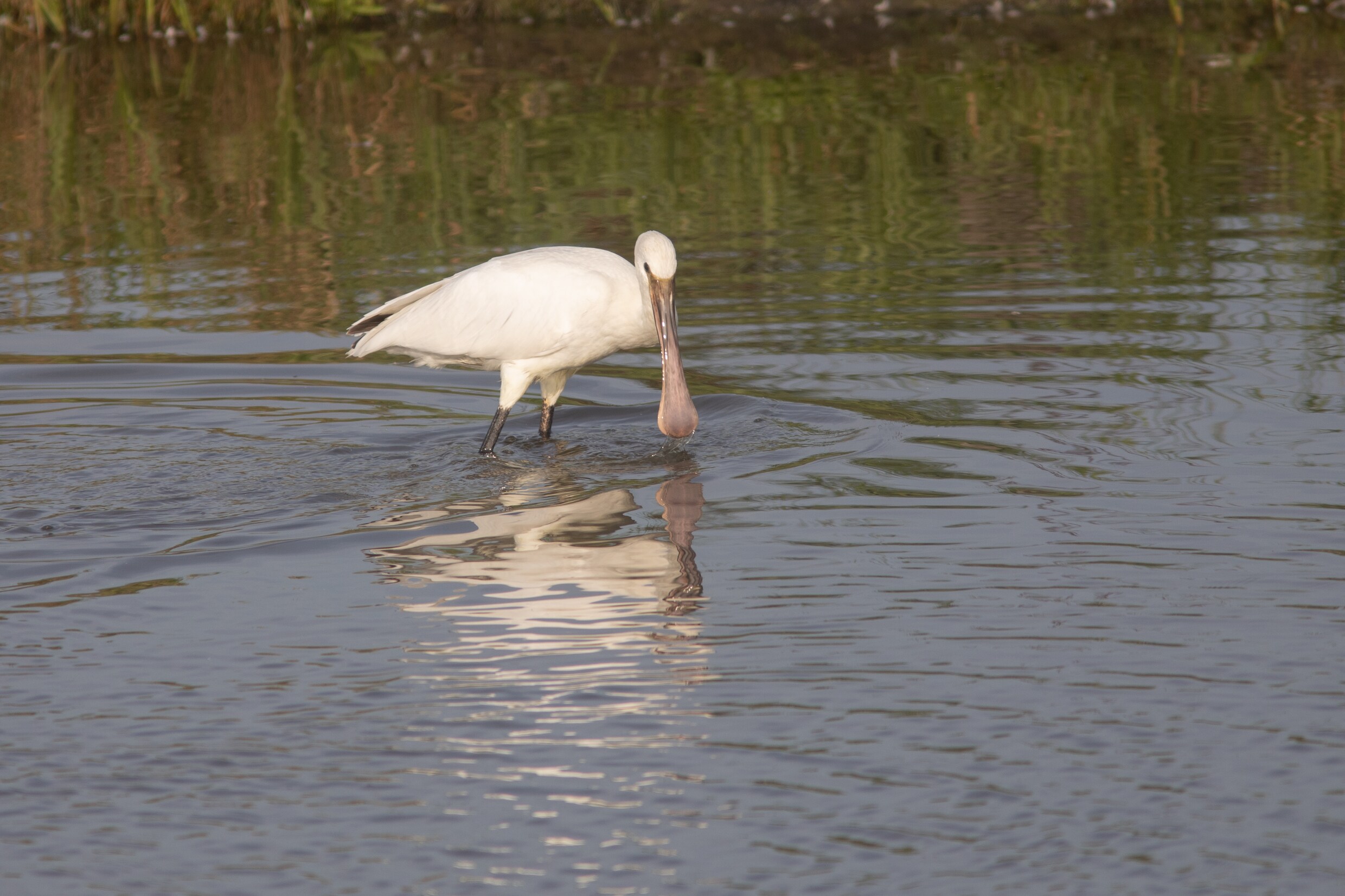 Eén dode lepelaar en een windmolen ligt vier maanden stil: ‘Je zit snel ...