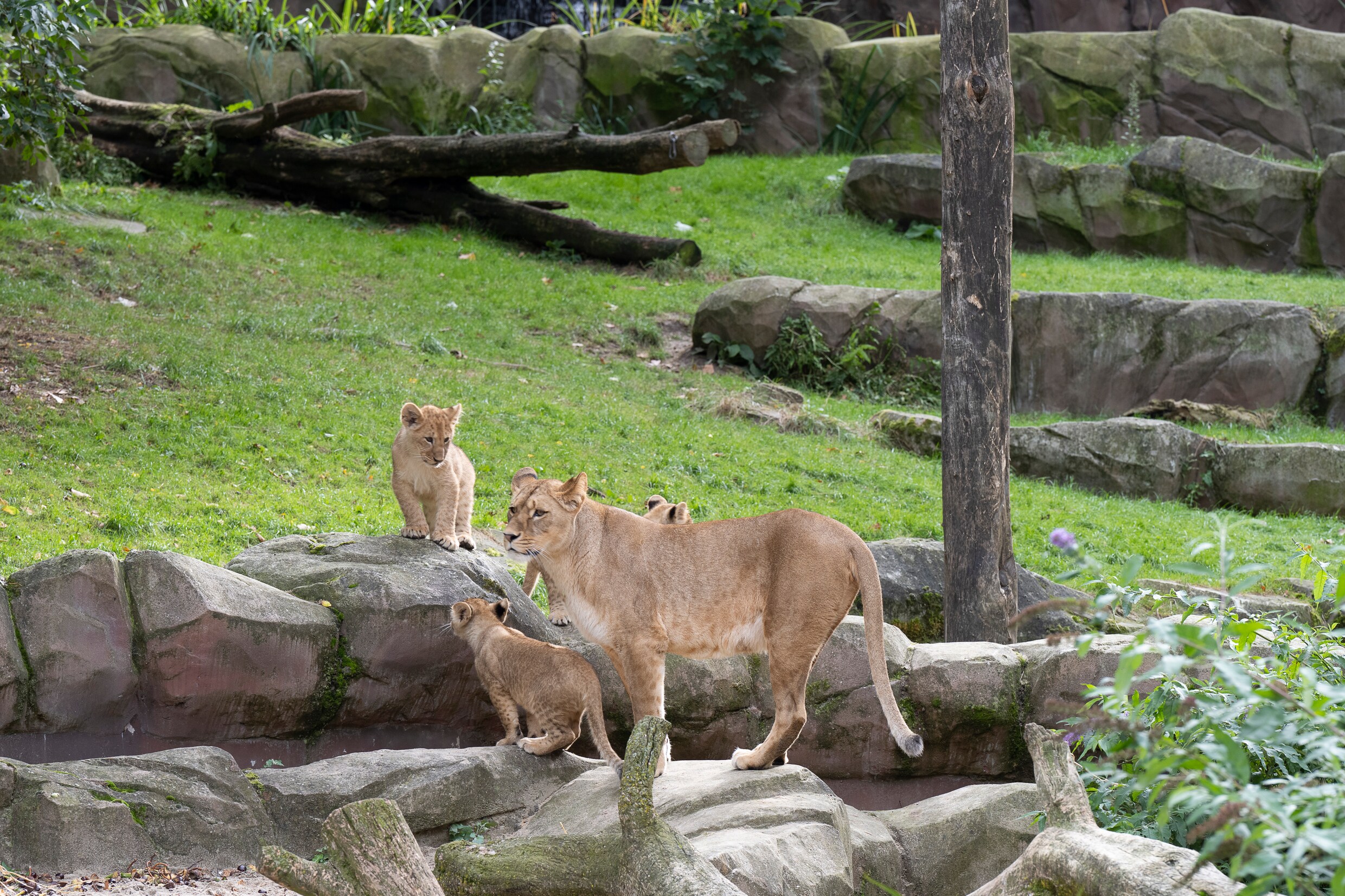 Zoogdieren krijgen verplicht groter verblijf in dierentuinen vanaf 2029 ...