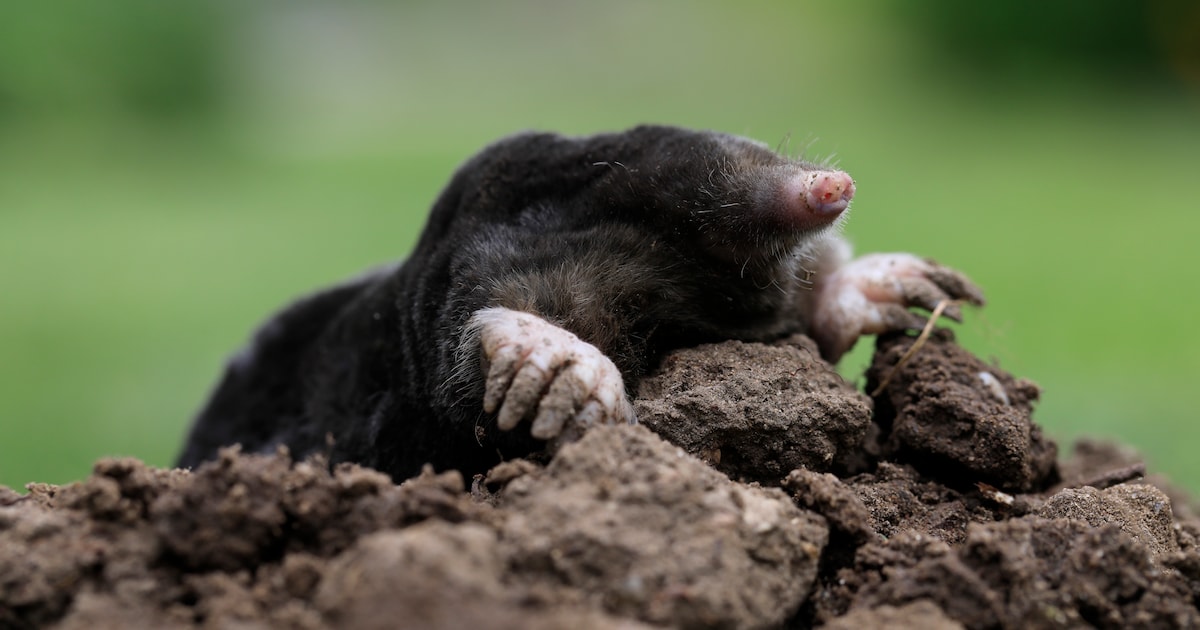 Wat gebeurt er eigenlijk onder een molshoop? | De Morgen