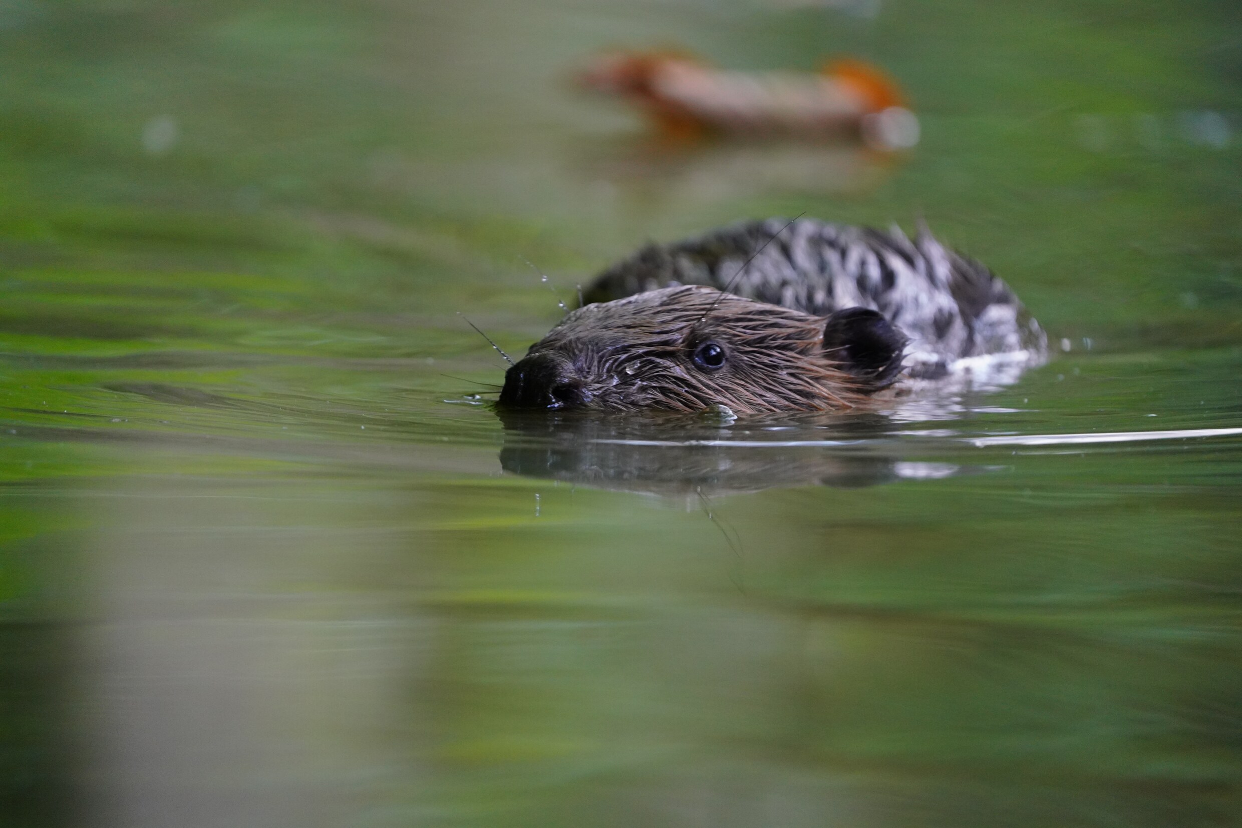 Bever aan het kruis: waarom het troeteldier van de Ardennen opgejaagd ...